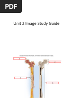 Axial and Appendicular Bone Landmarks | PDF | Human Anatomy | Limbs ...