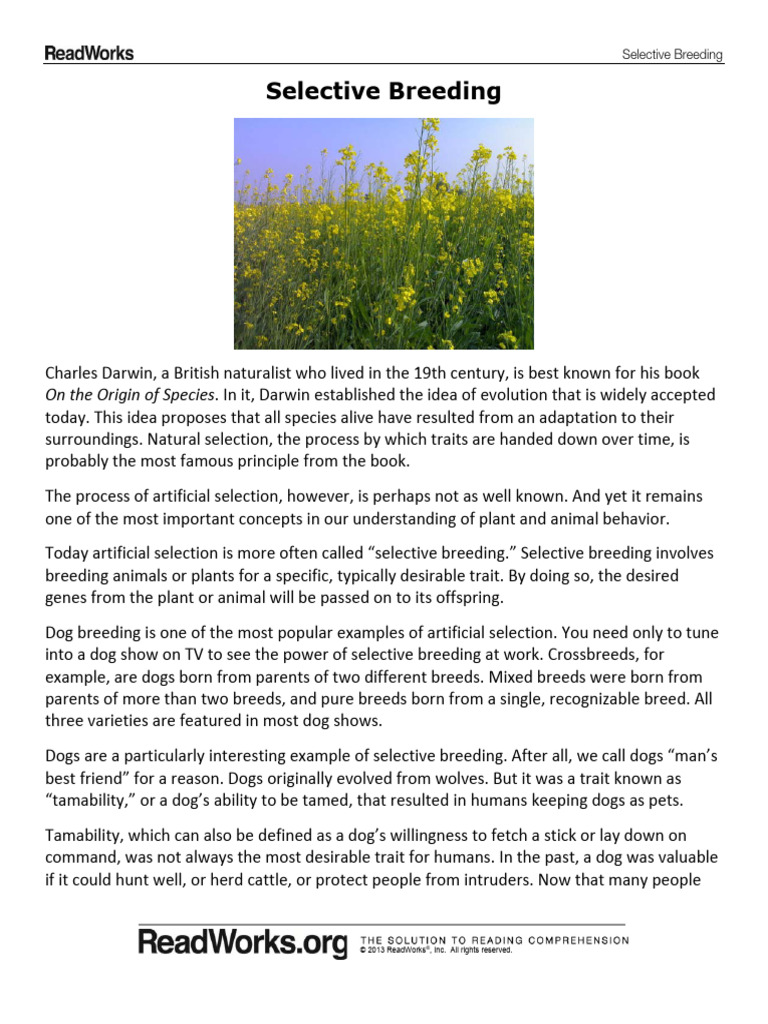 Selective Breeding Readworks Article Pdf Selective Breeding Chicken
