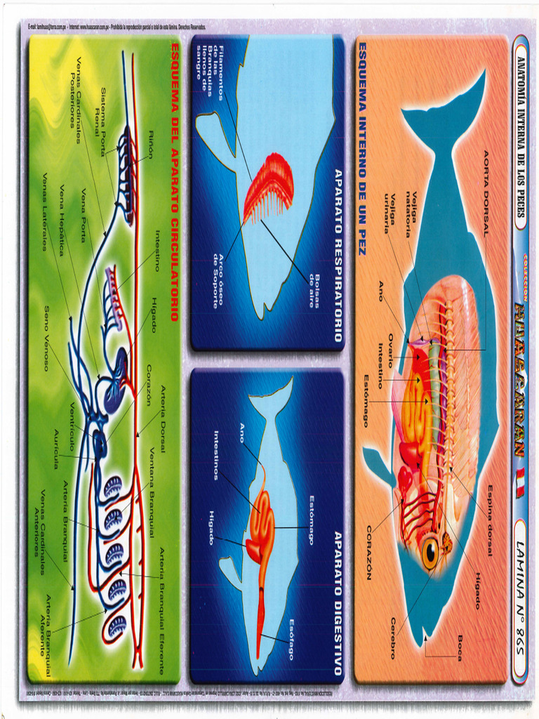 Anatomia Interna de Los Peces | PDF