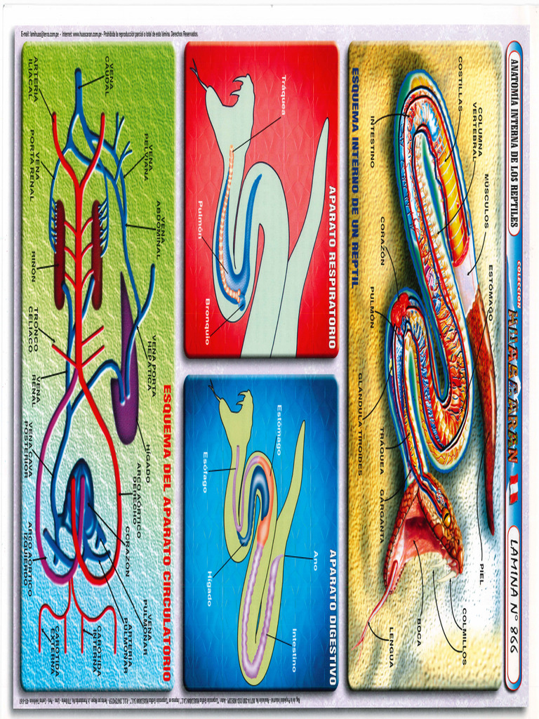 Anatomia Interna de Los Reptiles | PDF