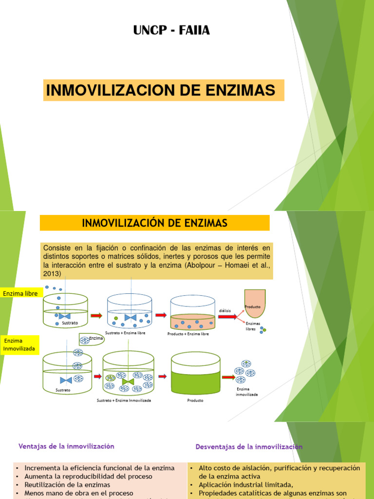 Semana Xiv Inmovilización de Enzimas | PDF | Enzima | Sustrato (Química)