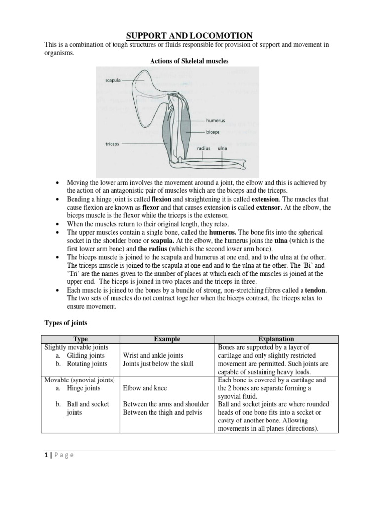 Support and locomotion | PDF | Elbow | Arm