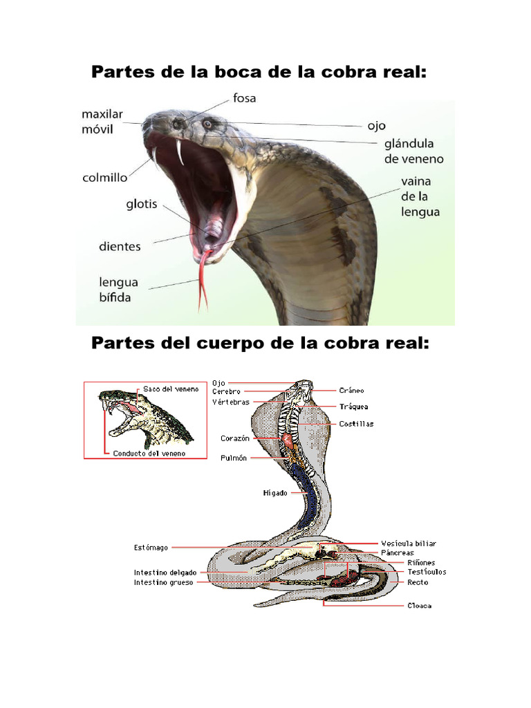 Partes de la cobra real :D | PDF