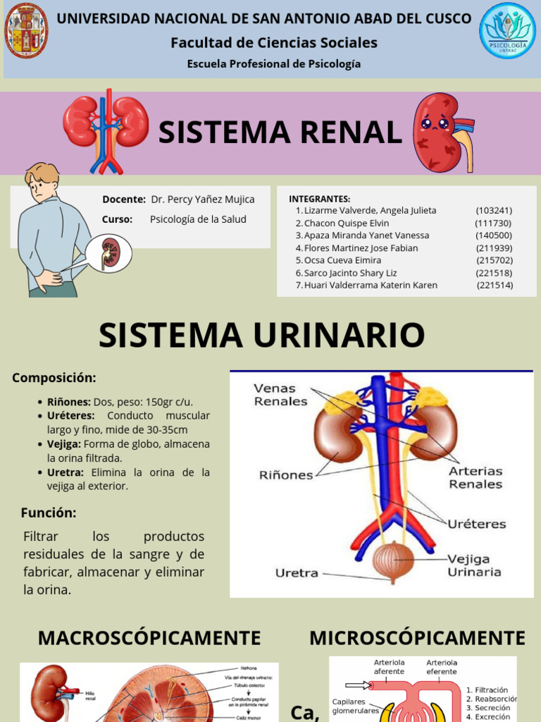 Sist. Renal | PDF | Riñón | Sistema urinario