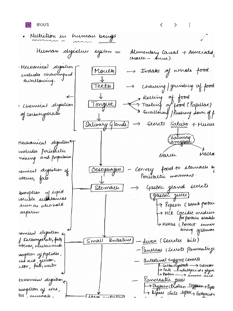 Digestive System Organs and Functions Table | PDF