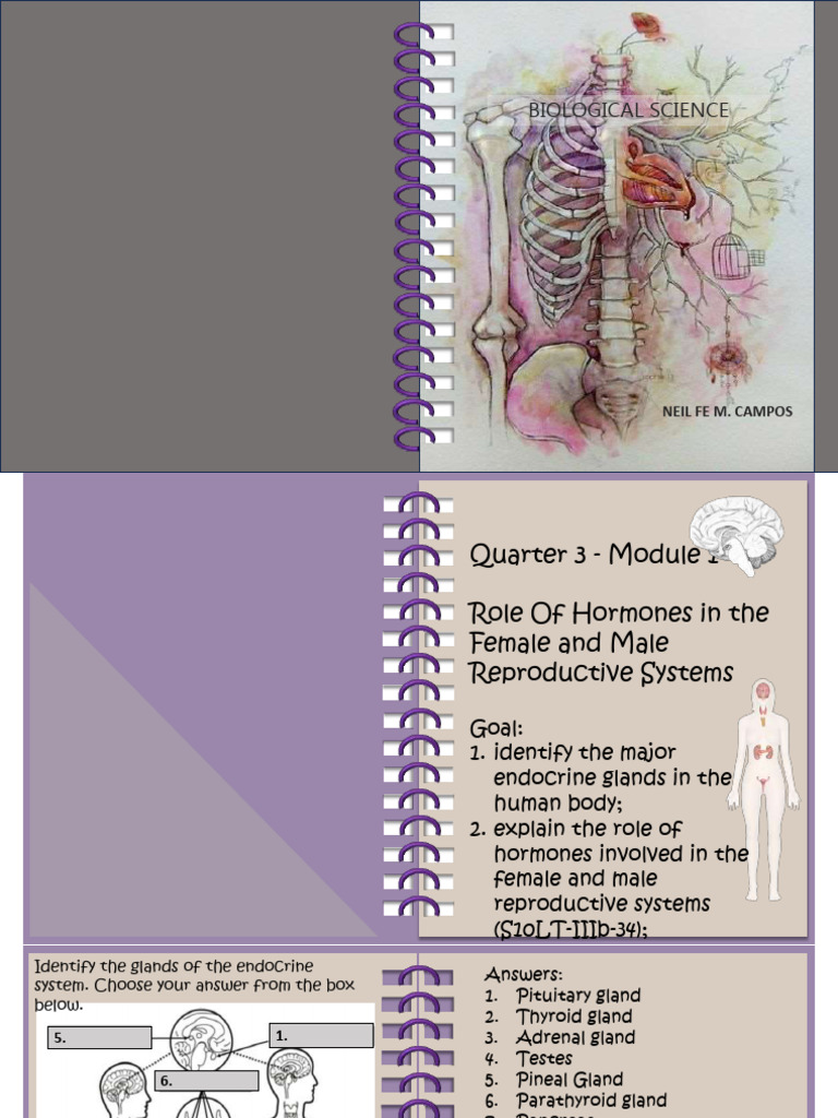 Endocrine and Male Female Rep STEP | PDF | Menstrual Cycle ...