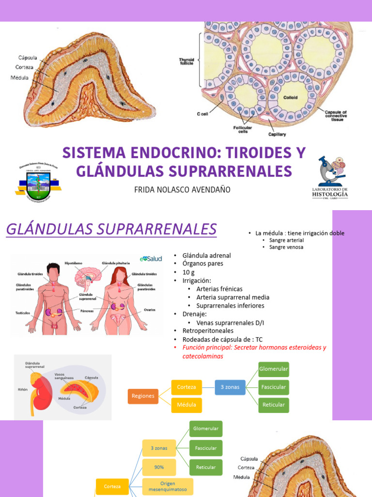 ENDOCRINO HISTO | PDF | Glándula suprarrenal | Tiroides