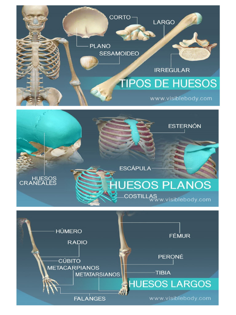 C y T - Tipos de Huesos | PDF