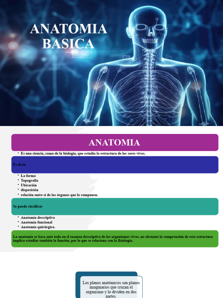 Anatomia Basica | PDF | Esqueleto | Cráneo