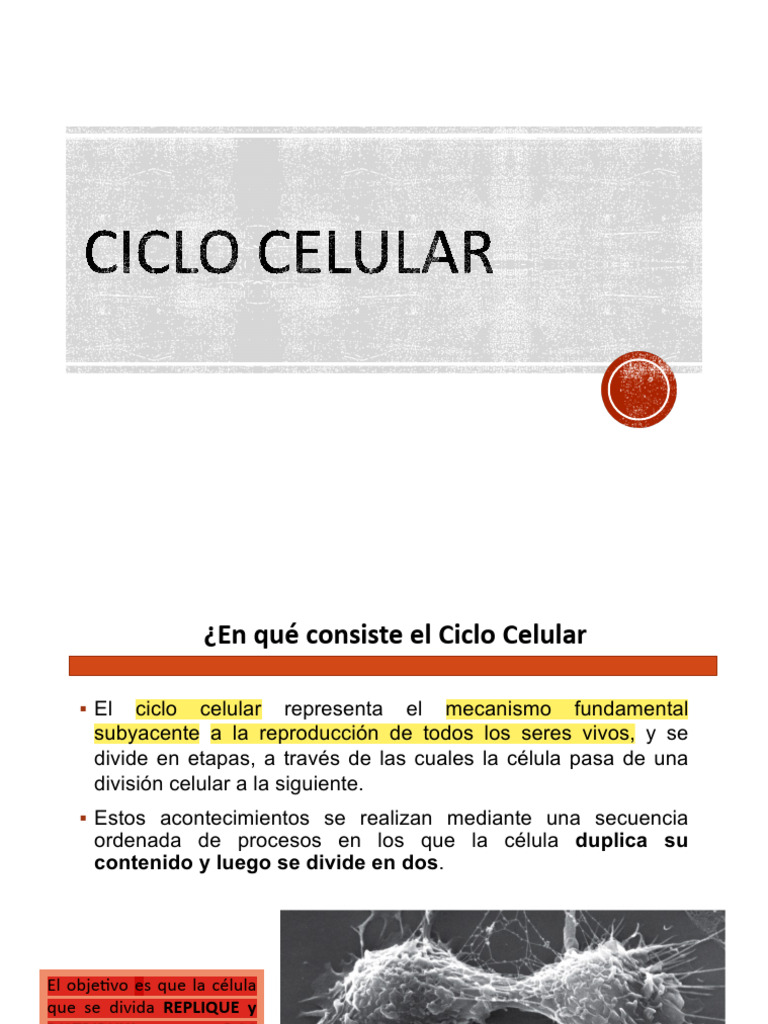3 Ciclo Celular | Descargar gratis PDF | Mitosis | Ciclo celular