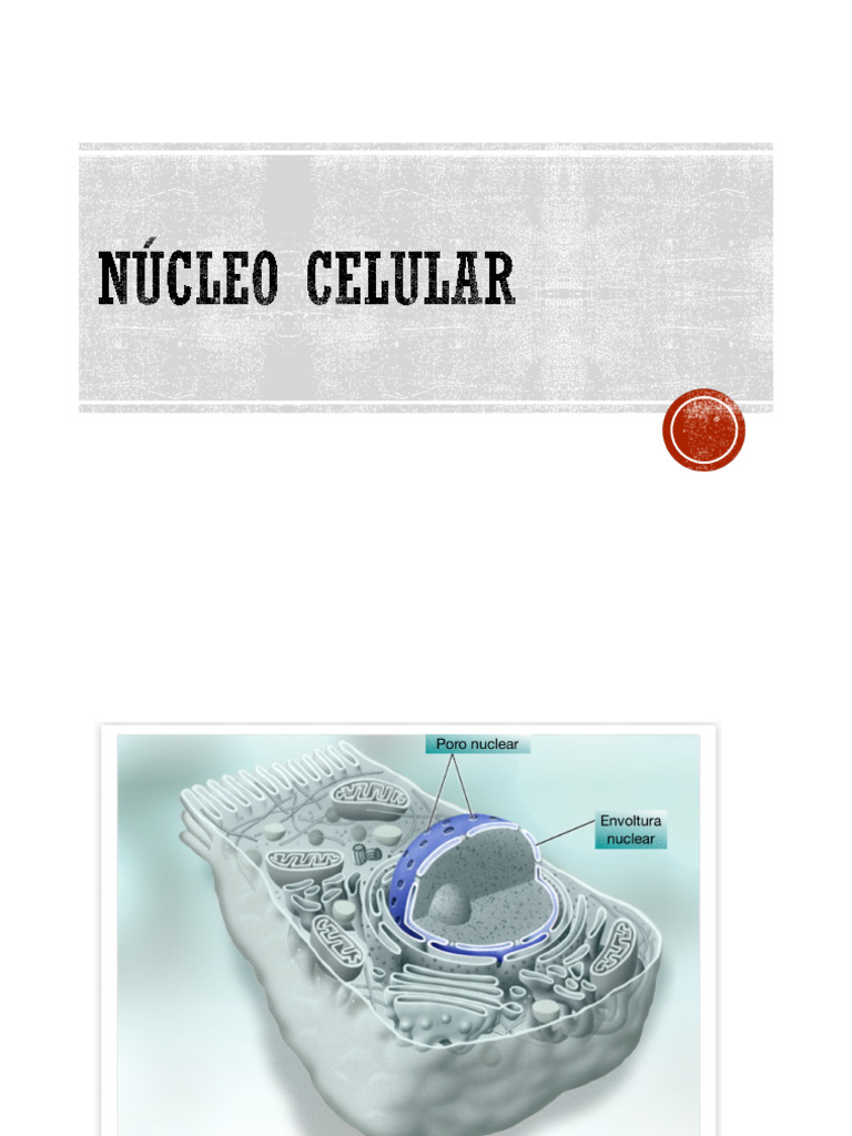 2 Nucleo | PDF | Nucleo celular | Biología Celular)