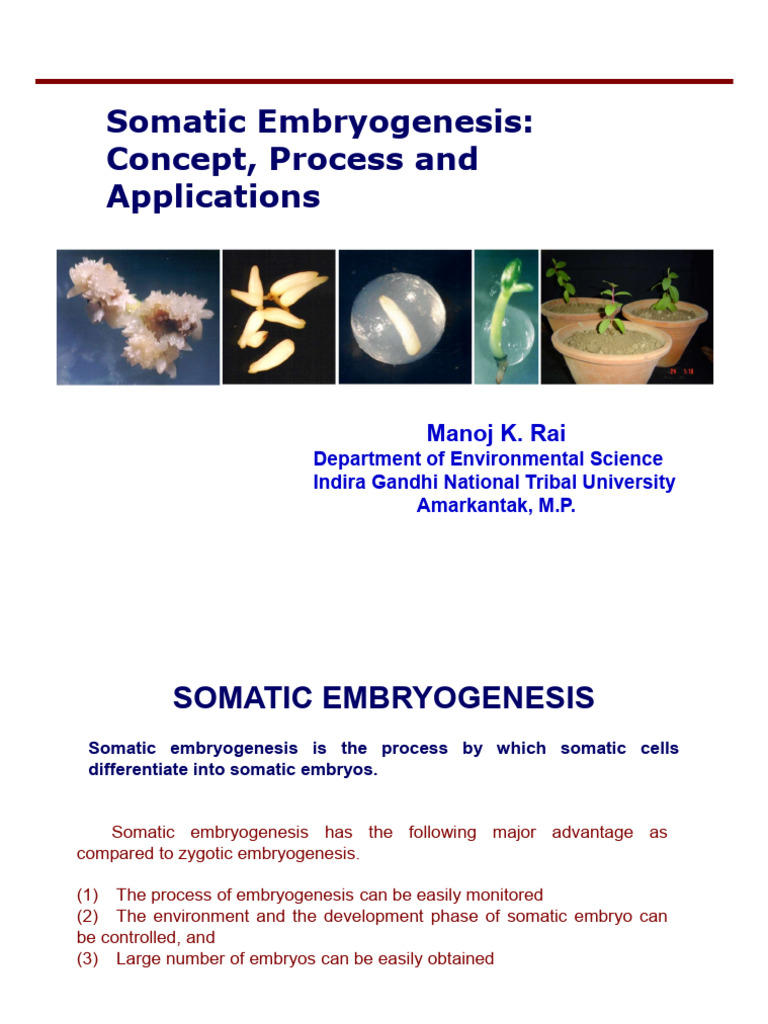 Somatic Embryogenesis Guide | PDF | Embryo | Plants