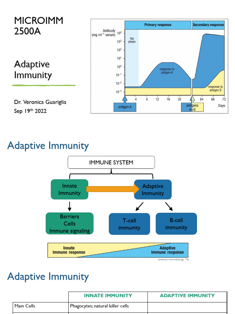 5.intro To Adaptive Immunity - Upload | PDF | Lymphatic System | Immune ...