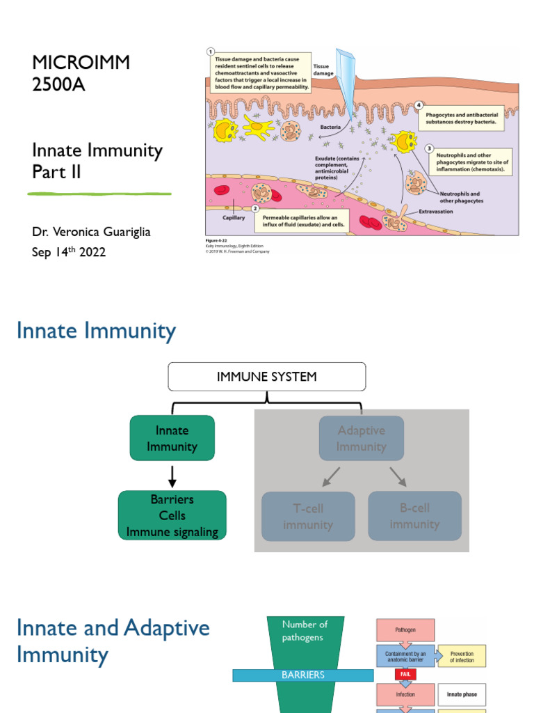 3.innate Immunity-Part II - Upload | PDF | Immune System | Innate ...