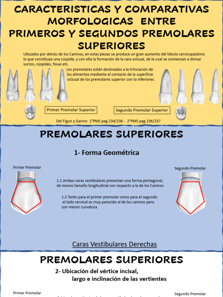 Primer y Segundo Premolar Superior | PDF | Anatomia dental | Diente