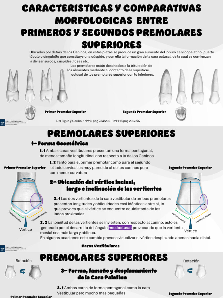 Premolares Superiores | PDF | Anatomia dental | Diente