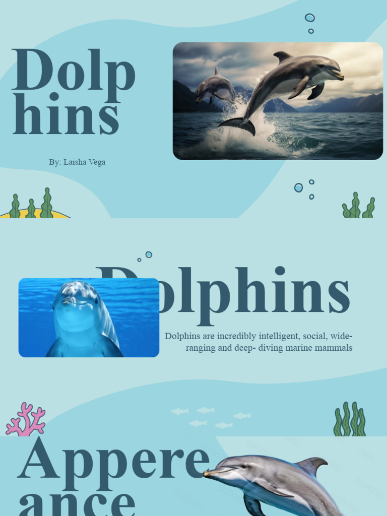 Dolphins | PDF | Dolphin | Cetacea