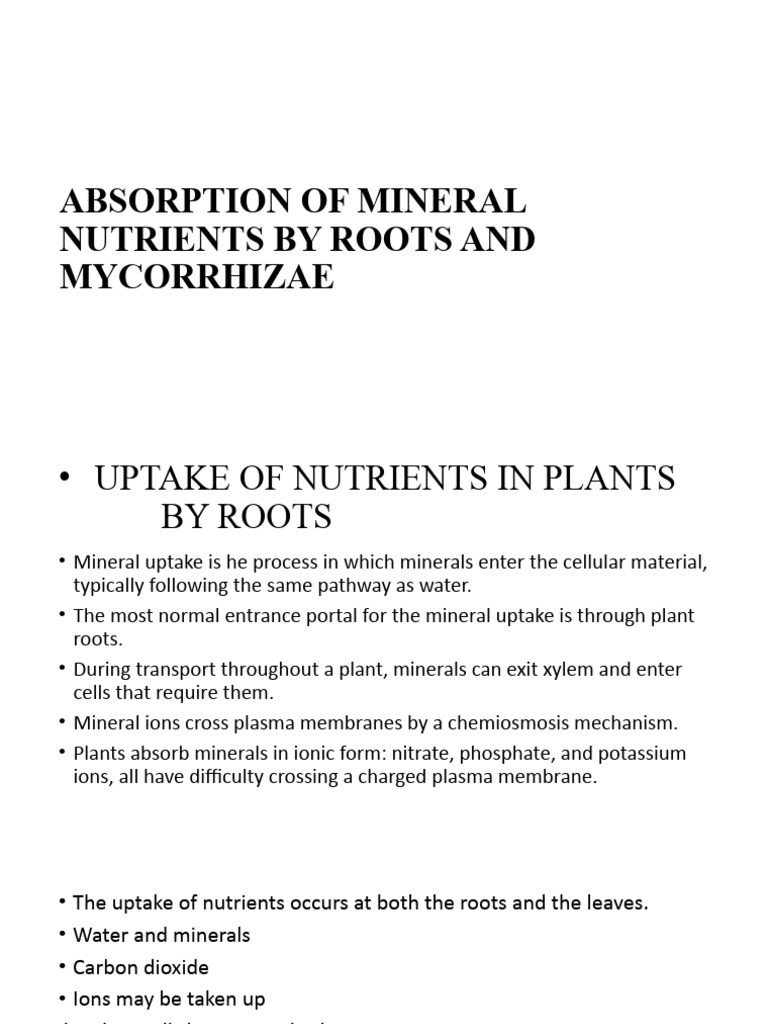 Plant Biochemistry Presentation | PDF | Electron Transport Chain | Ion