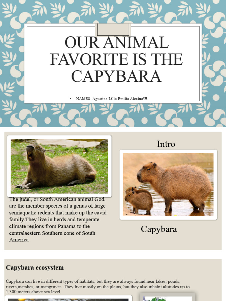 Capybara ingles 2 | PDF | Zoology
