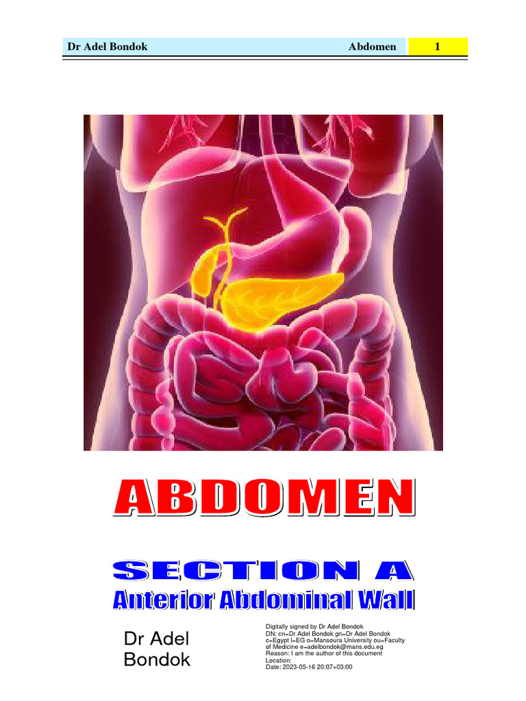 Anatomy of the Anterior Abdominal Wall | PDF | Abdomen | Vein