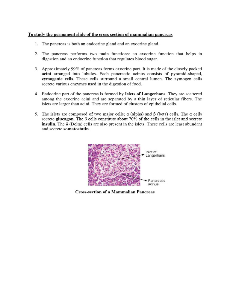 Pancreas Slide | PDF | Wellness