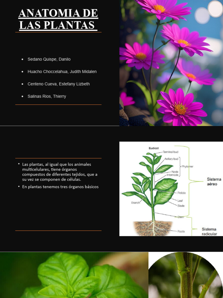 ANATOMIA DE LAS PLANTAS..-. Grupo 4 | PDF | Raíz | Tallo de la planta