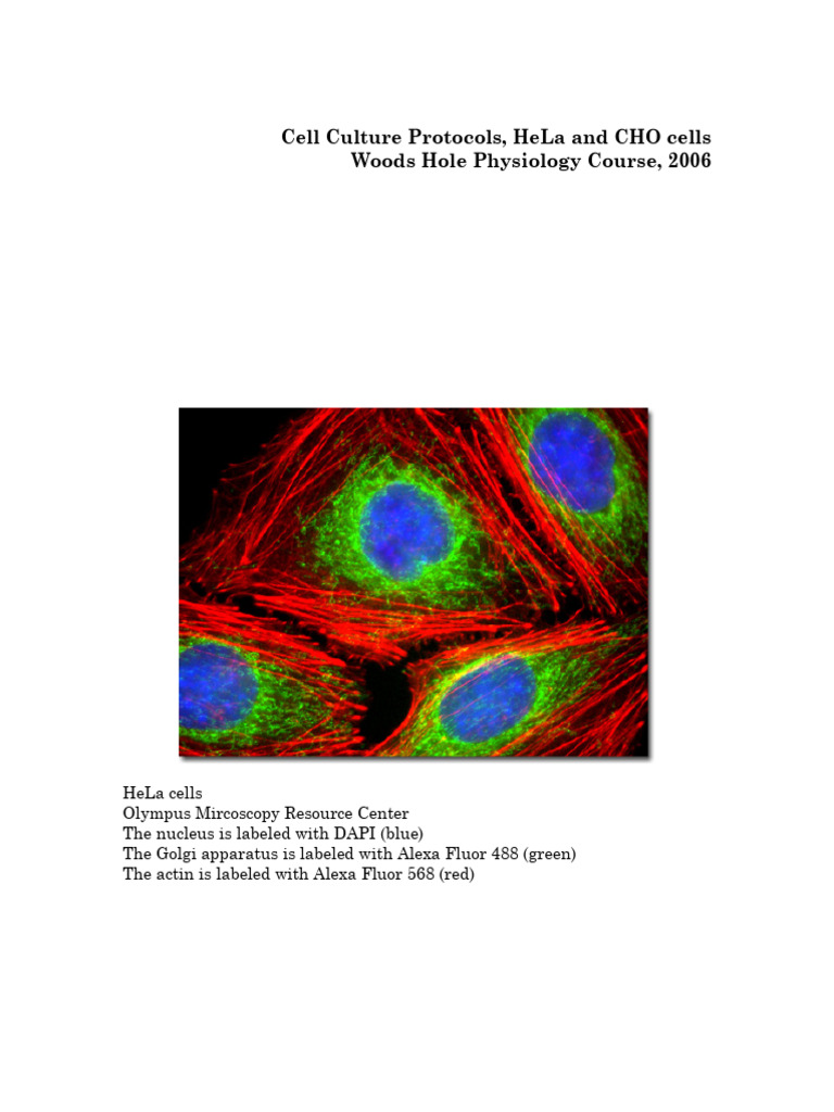 HeLa and CHO | PDF | Transfection | Small Interfering Rna