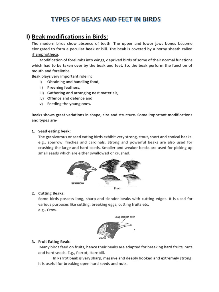 Bird Beak and Feet Modifications | PDF | Beak | Birds
