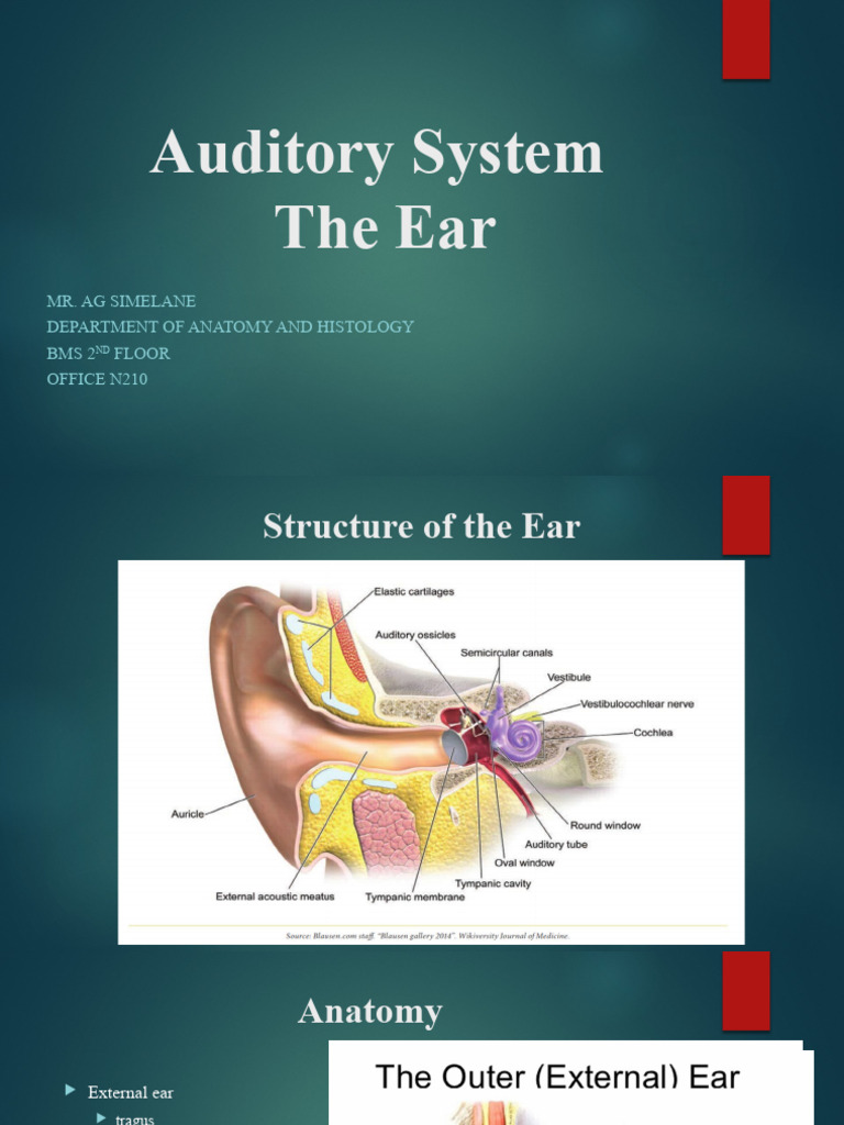 Auditory System | PDF