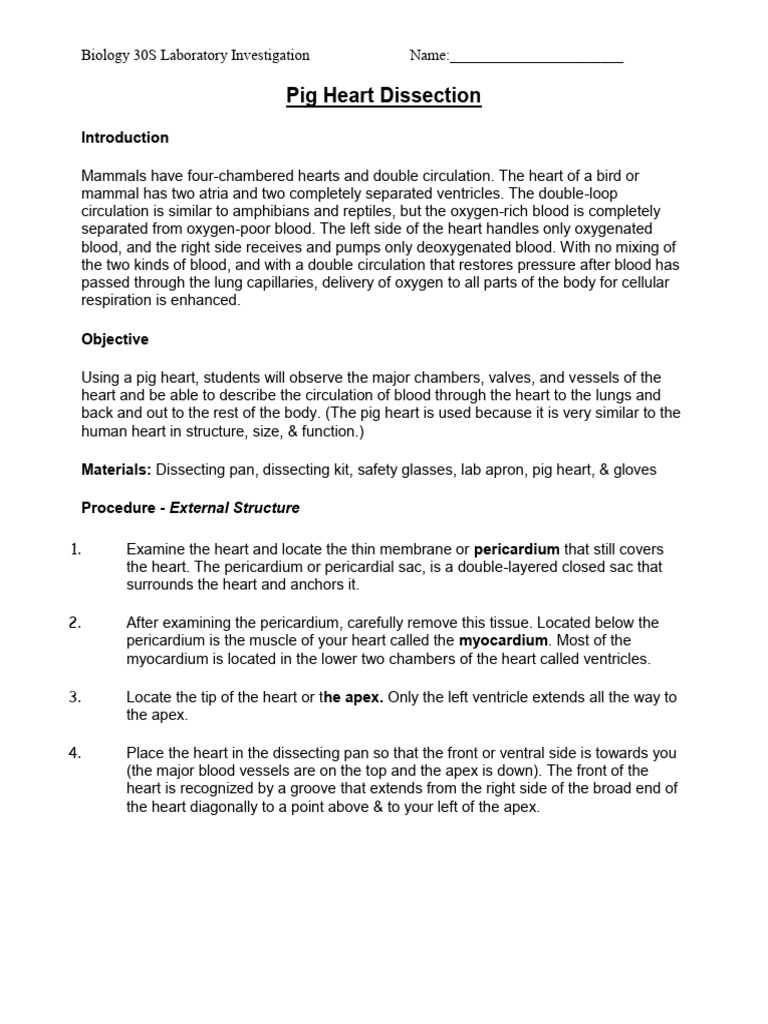 Pig Heart Dissection Lab Hand Out | PDF | Heart | Heart Valve