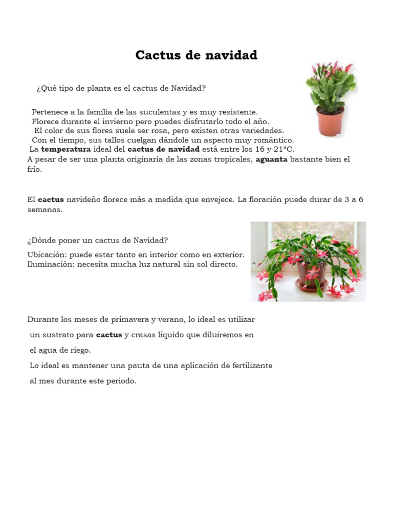 Cuidado y ubicación del cactus de Navidad | PDF | Arte | Ciencia y ...