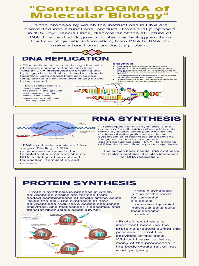Central Dogma: DNA to Protein Process | PDF | Dna | Rna