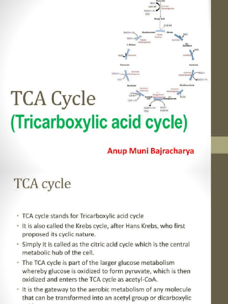 TCA Cycle (Tricarboxylic Acid Cycle) | PDF