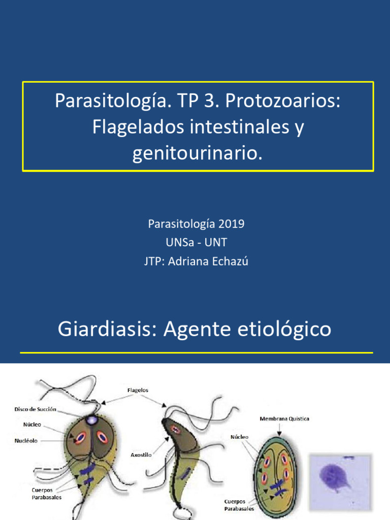 Protozoarios Flagelados | PDF | Diarrea | Medicina