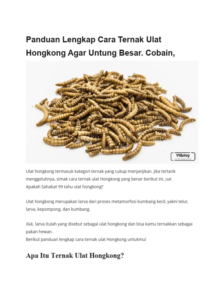 Panduan Lengkap Cara Ternak Ulat Hongkong Agar Untung Besar | PDF
