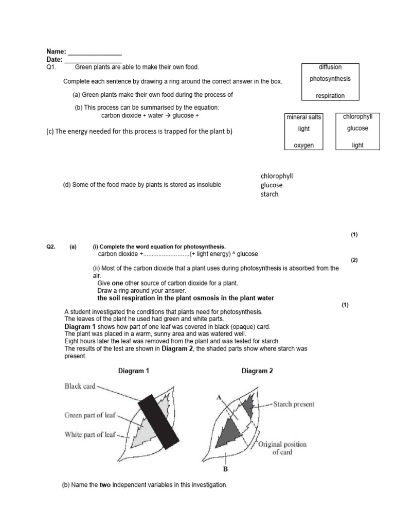 Photosynthesis Quiz Pdf Photosynthesis Plants