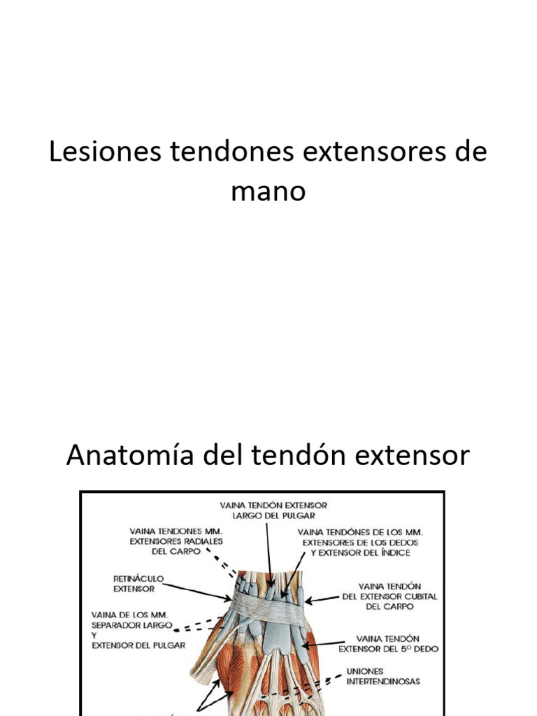 Lesiones Tendones Extensores de Mano23 | PDF | Mano | Sistema ...