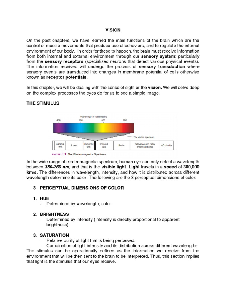 Vision | PDF | Visual Cortex | Visual System