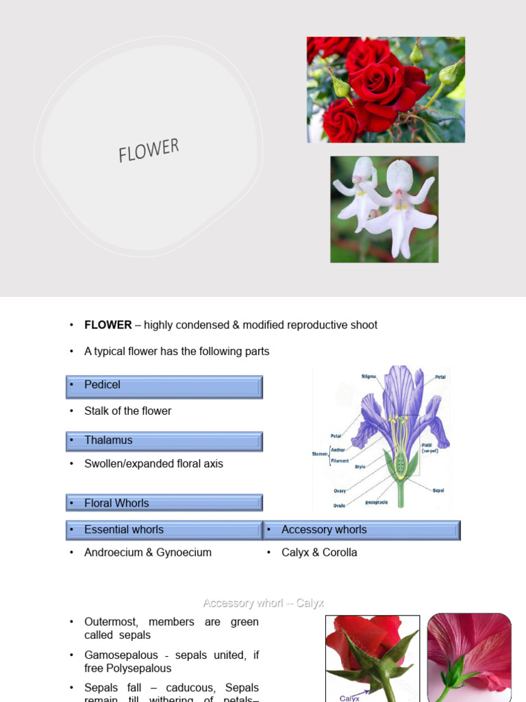 Morphology of Flowering Plants | PDF | Petal | Tissue (Biology)
