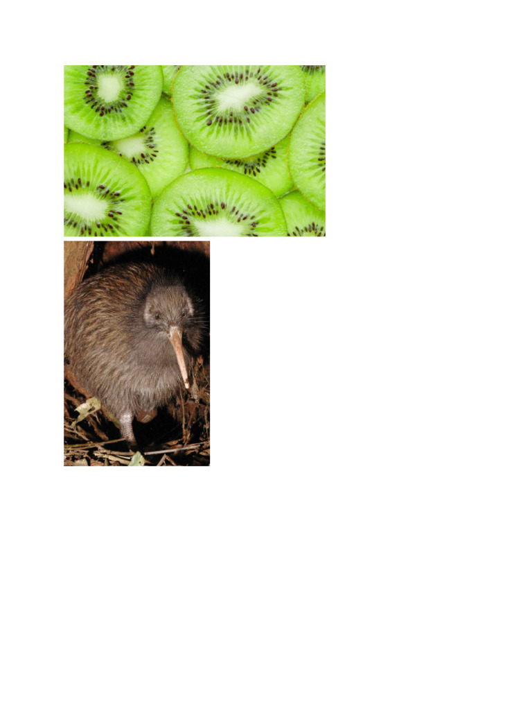 Kiwi Pdf