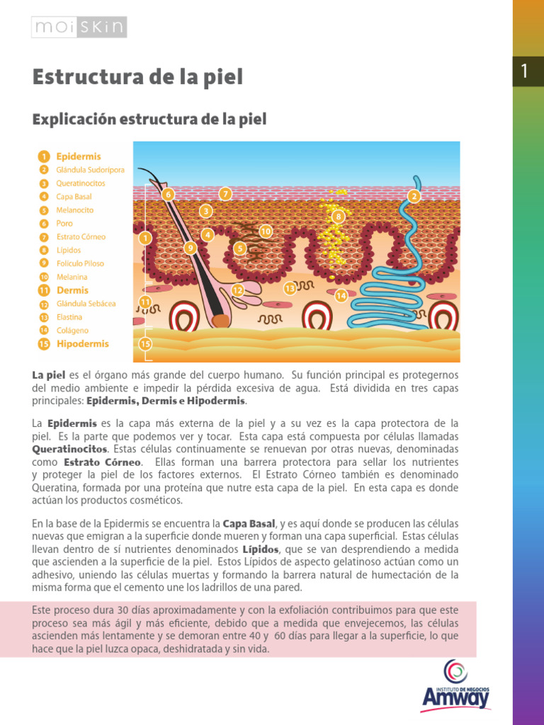 Estructura de La Piel | PDF | Piel | Epidermis