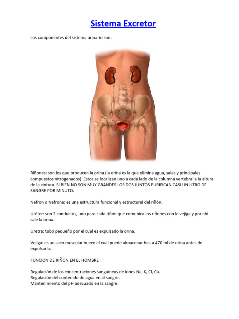 Sistema Excretor | PDF