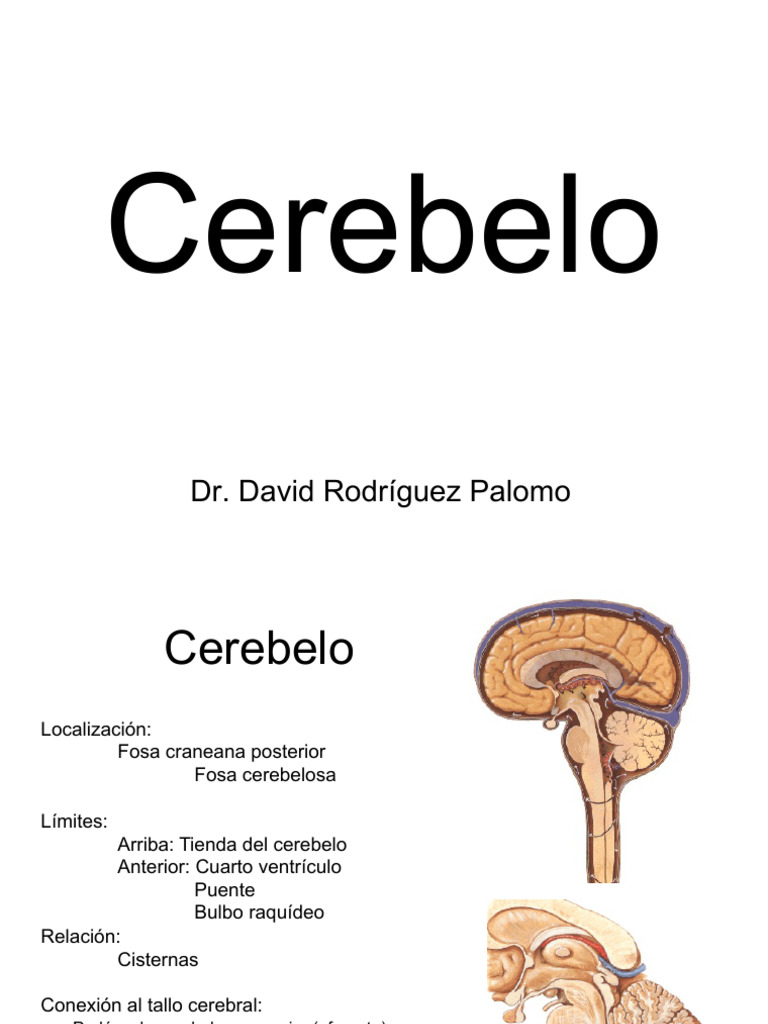 Cerebelo Pdf Cerebelo Cerebro