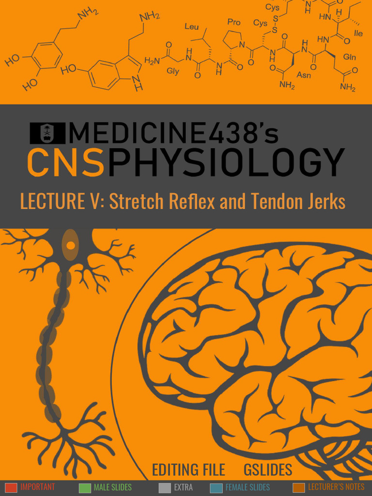 Stretch Reflex and Muscle Tone Overview | PDF | Motor Neuron | Neuroscience