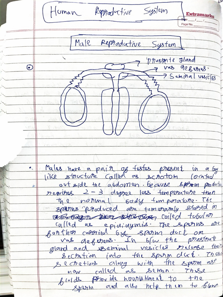 Bio Reproduction Notes | PDF