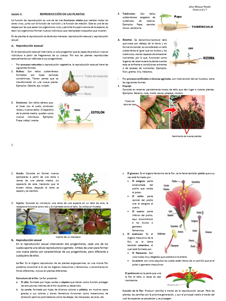 REPRODUCCIÓN EN LAS PLANTAS | Descargar gratis PDF | Flores | Reproducción
