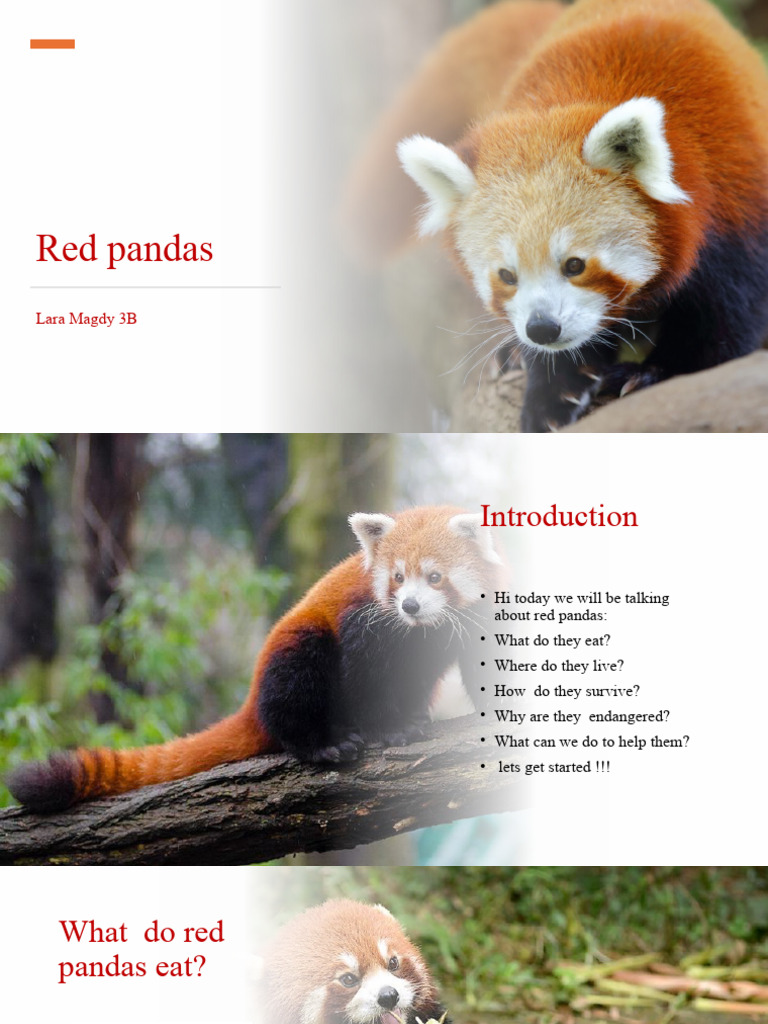 Red Pandas | PDF | Home & Garden | Wellness