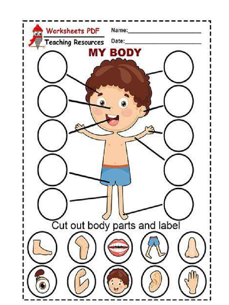 Body Parts | PDF