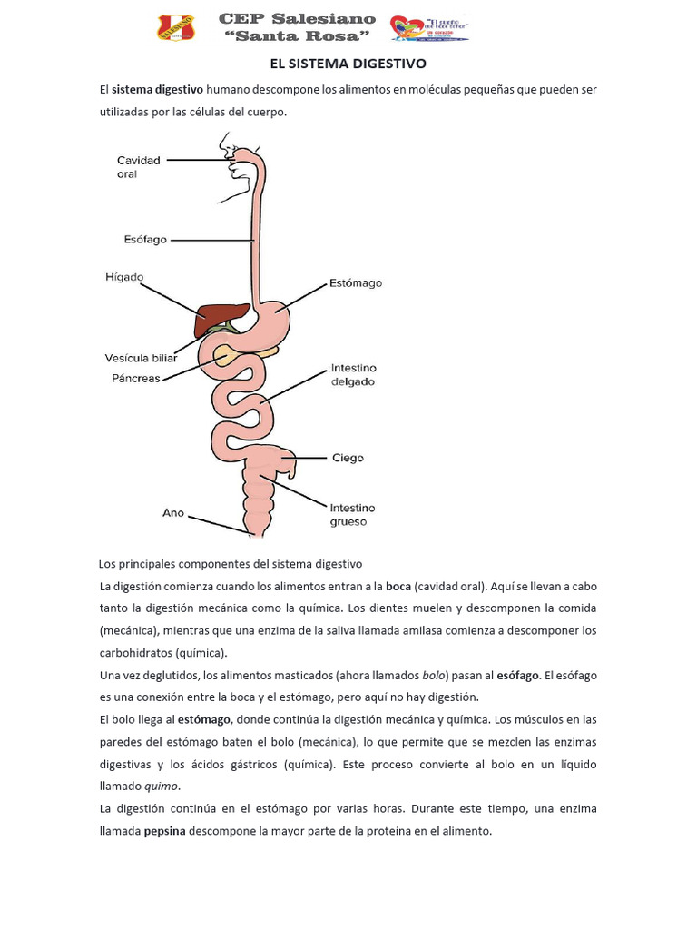 Funciones de los Sistemas Digestivo y Excretor | PDF | Digestión ...