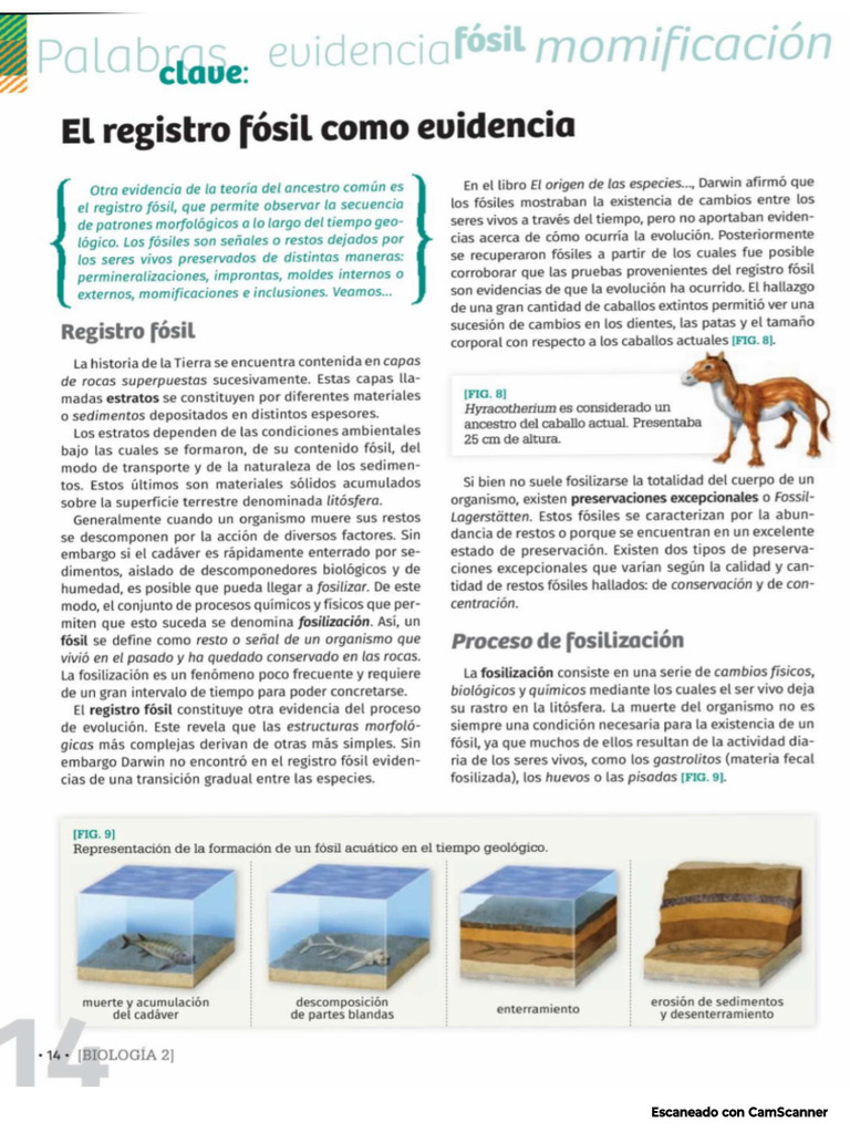 El Registro Fósil y La Biogeografía | PDF